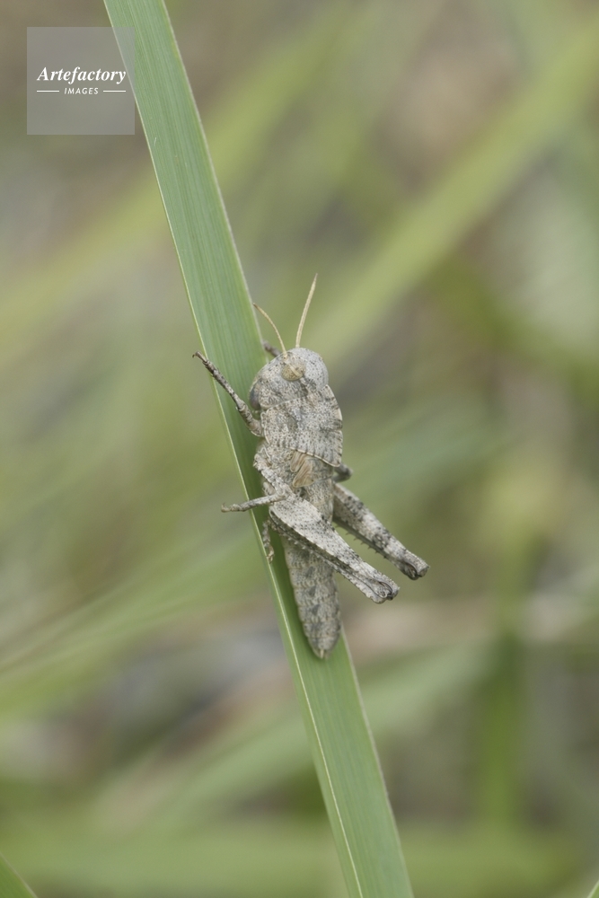 トノサマバッタ幼虫