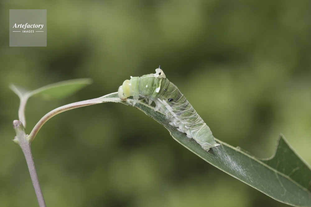 アオスジアゲハ終令幼虫への脱皮連続③