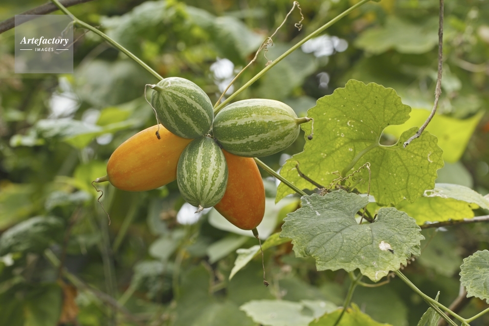 カラスウリ 若い実と熟した実