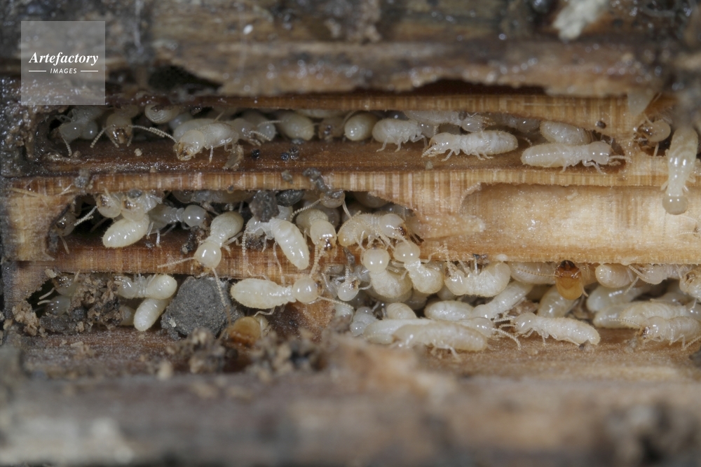 ヤマトシロアリ