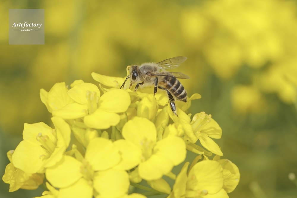 ニホンミツバチ、菜の花で吸蜜