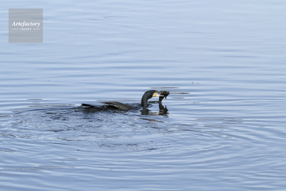 カワウ魚を捕獲連続5-2