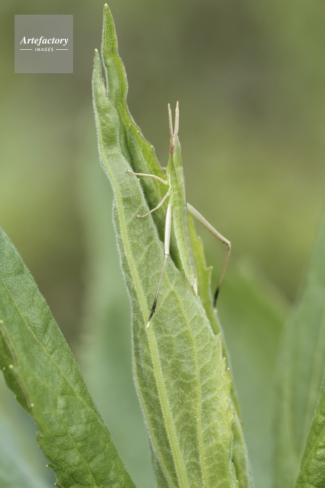 ショウリョウバッタ若令幼虫