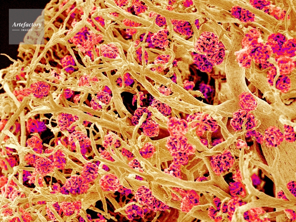 糸球体の血管（ラット）