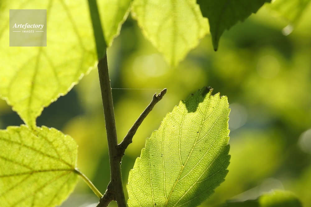 クワエダシャク 幼虫