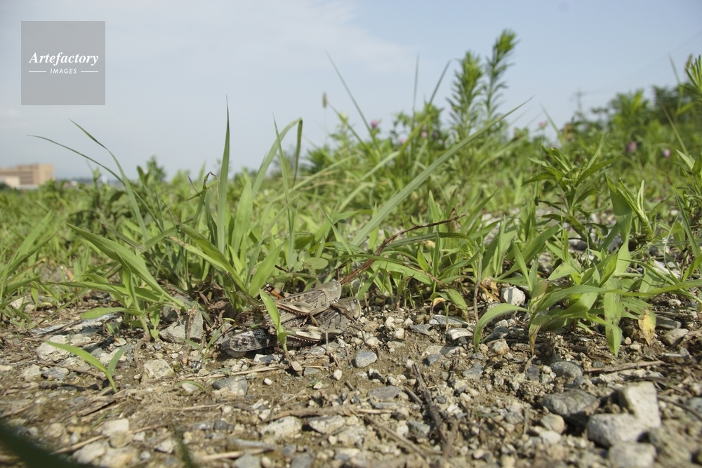 トノサマバッタ（オスとメス）