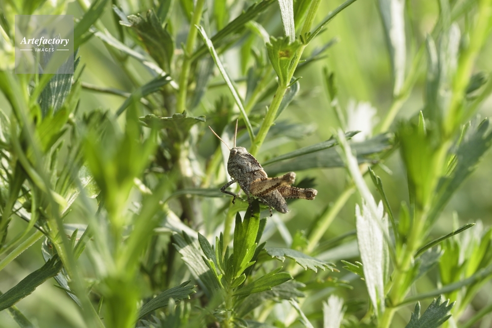 クルマバッタモドキ幼虫