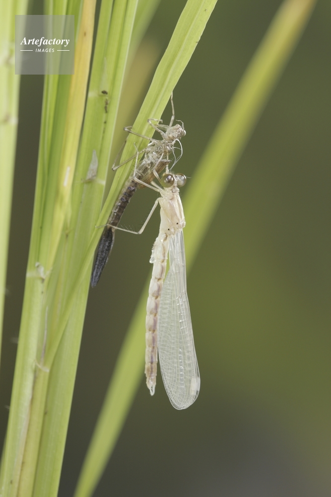 オオアオイトトンボ（羽化連続18）