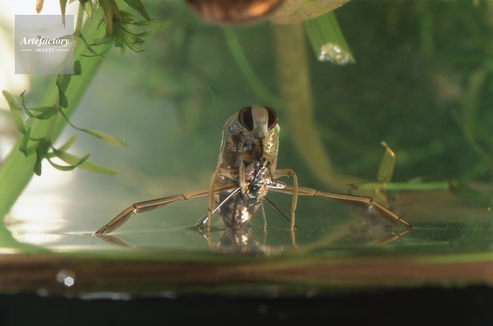 マツモムシ・アメンボ捕食