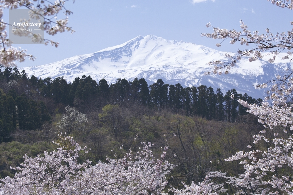 桜と鳥海山 桜と鳥海山
