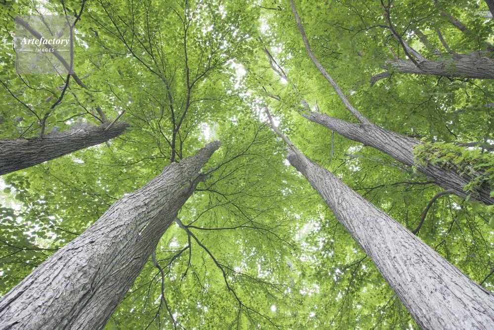 カツラの若葉 羊蹄山自然公園