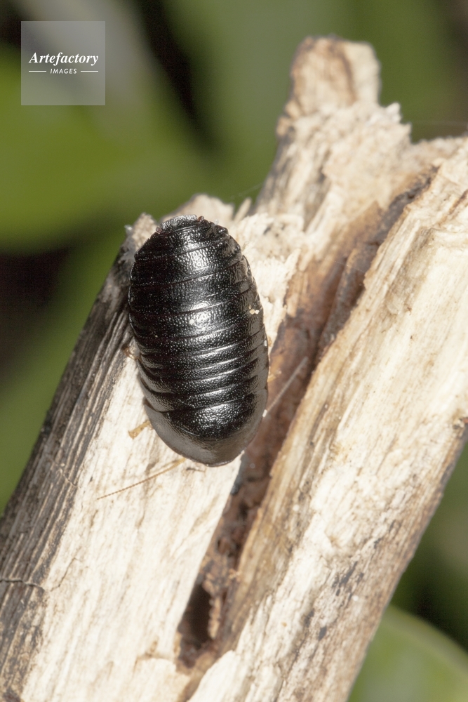 ヒメマルゴキブリ 雌