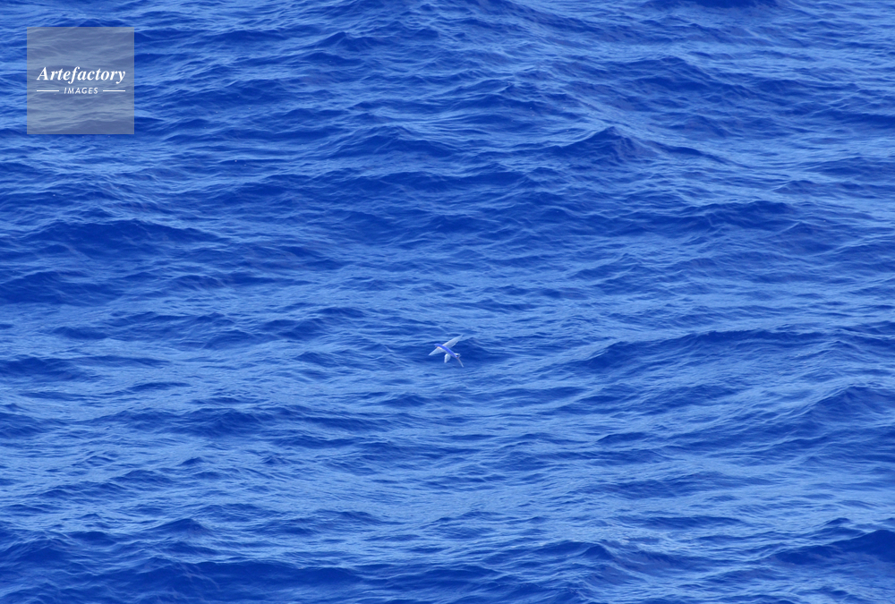 海面を飛ぶトビウオ