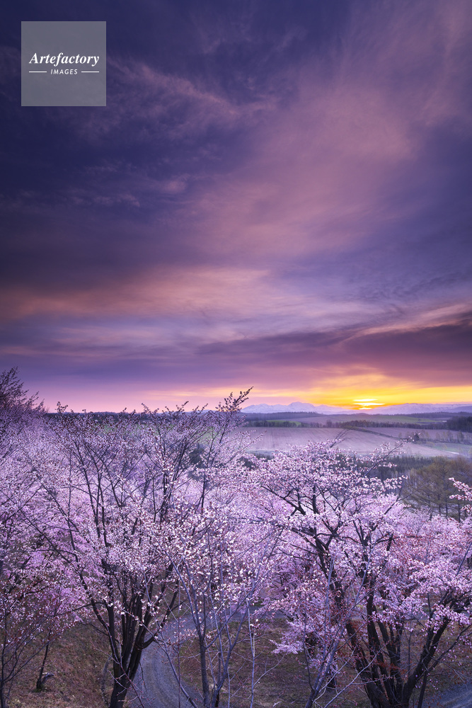 深山峠の桜と大雪山の朝