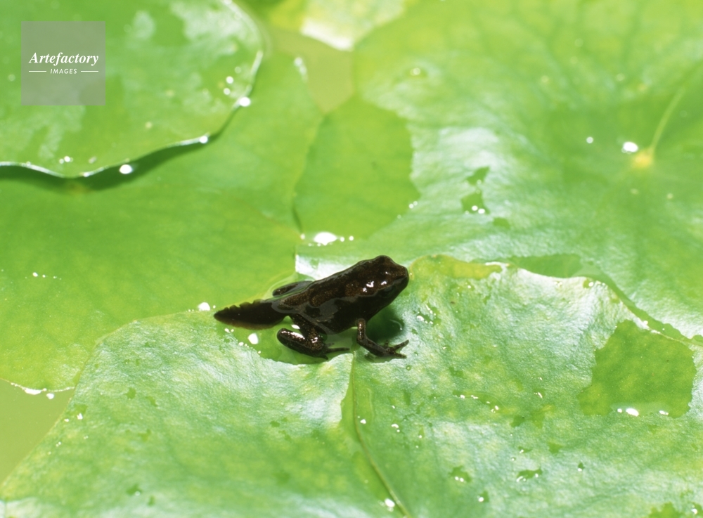 ヒキガエル まだ尾がついている