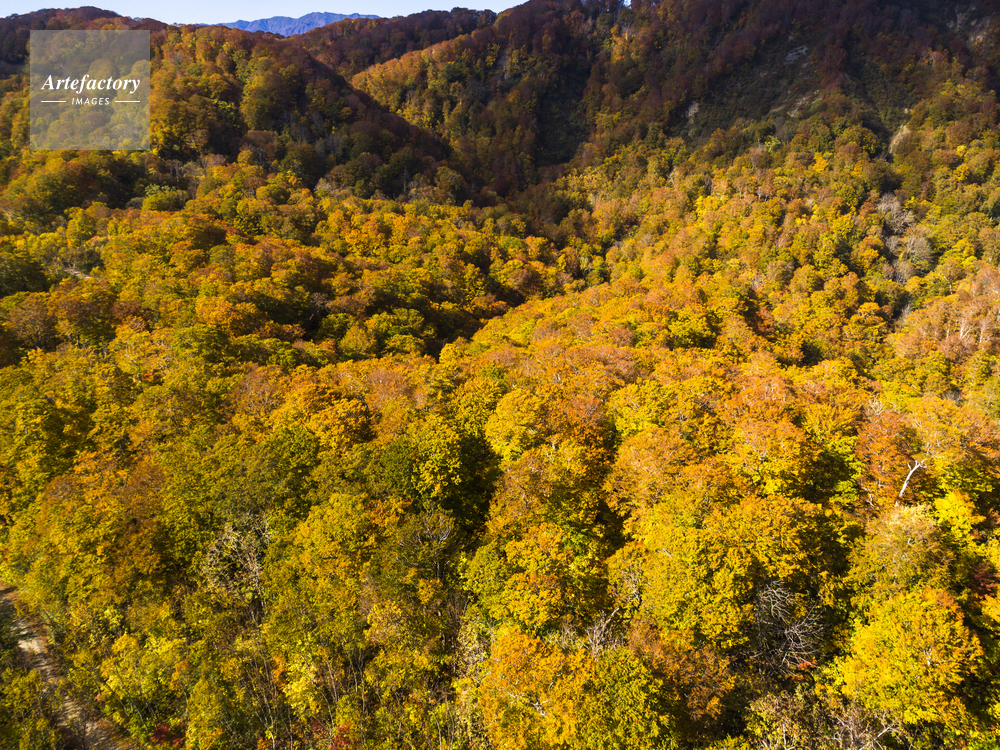 白神山地の津軽峠の紅葉