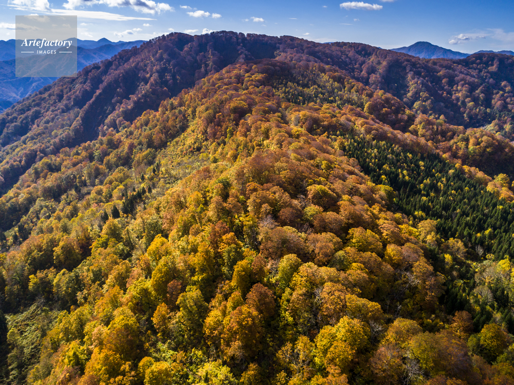 白神山地の津軽峠の紅葉