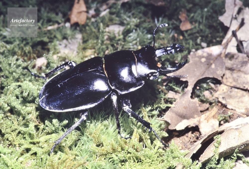 オキナワマルバネクワガタ